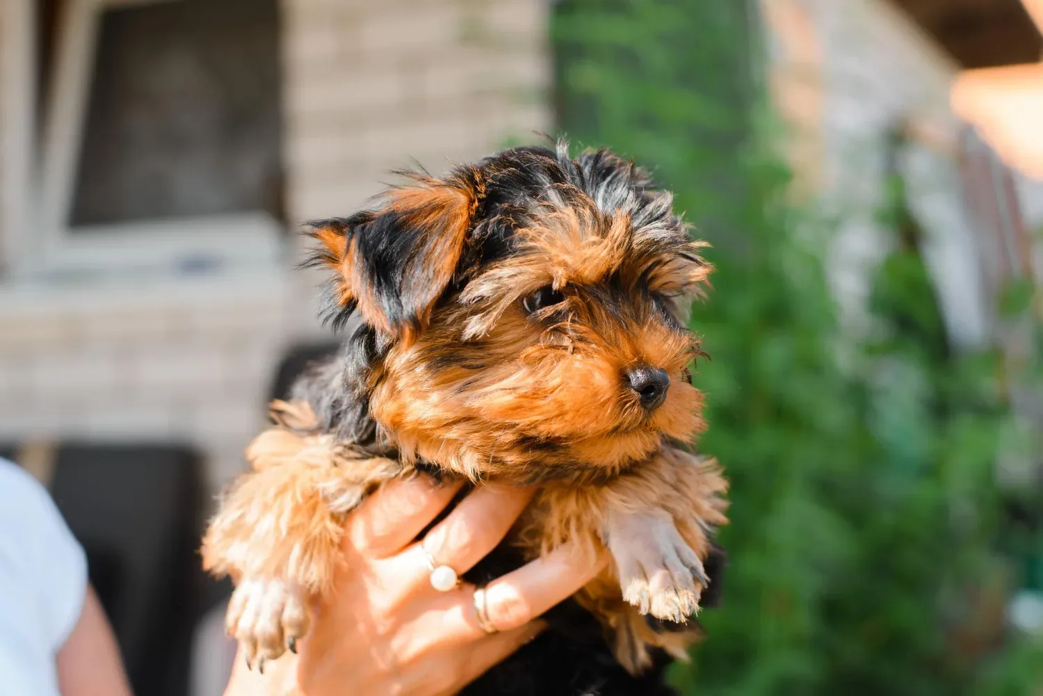Ile waży pies rasy yorkshire terrier? • Klub Toy Terriera